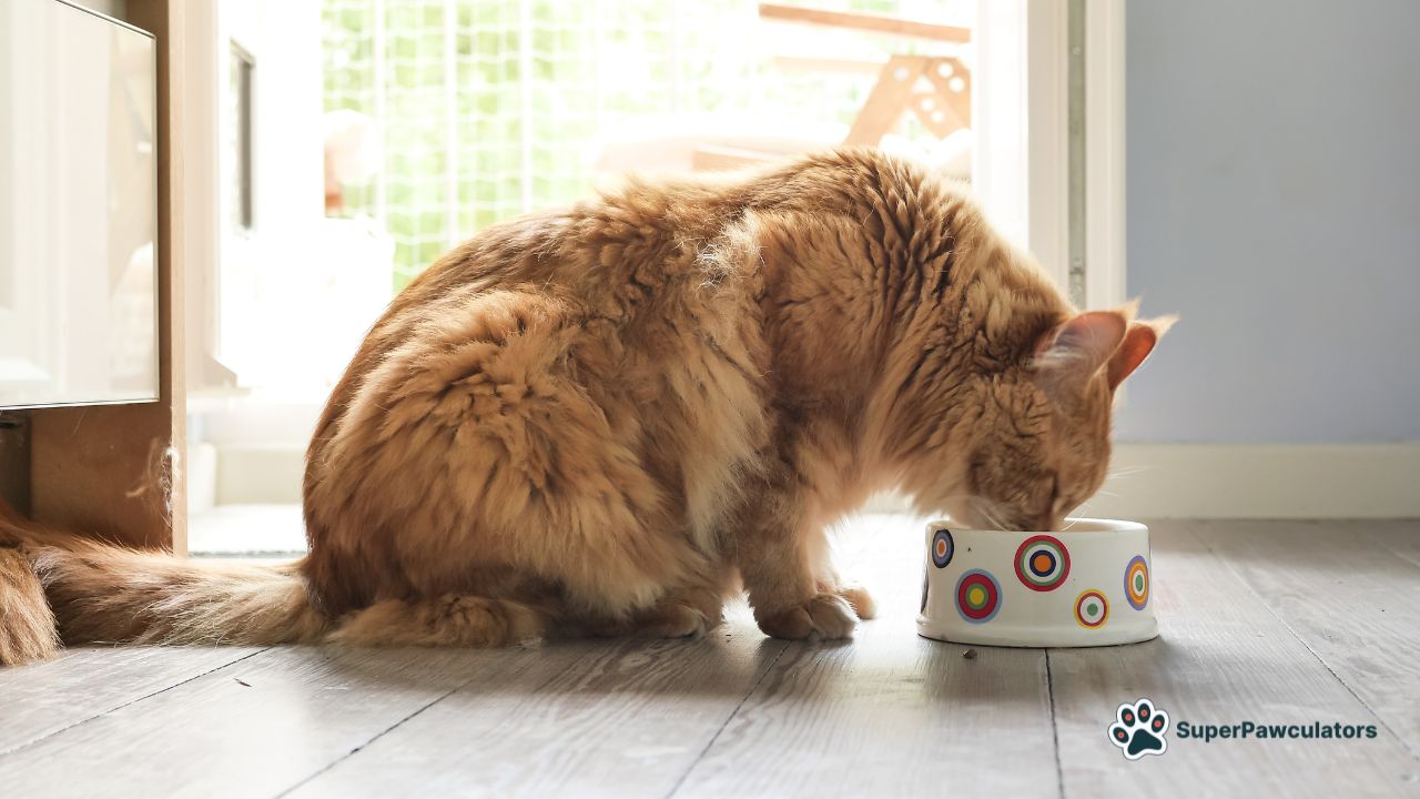 Cat Wet Food Calculator - Super Paw Calculator