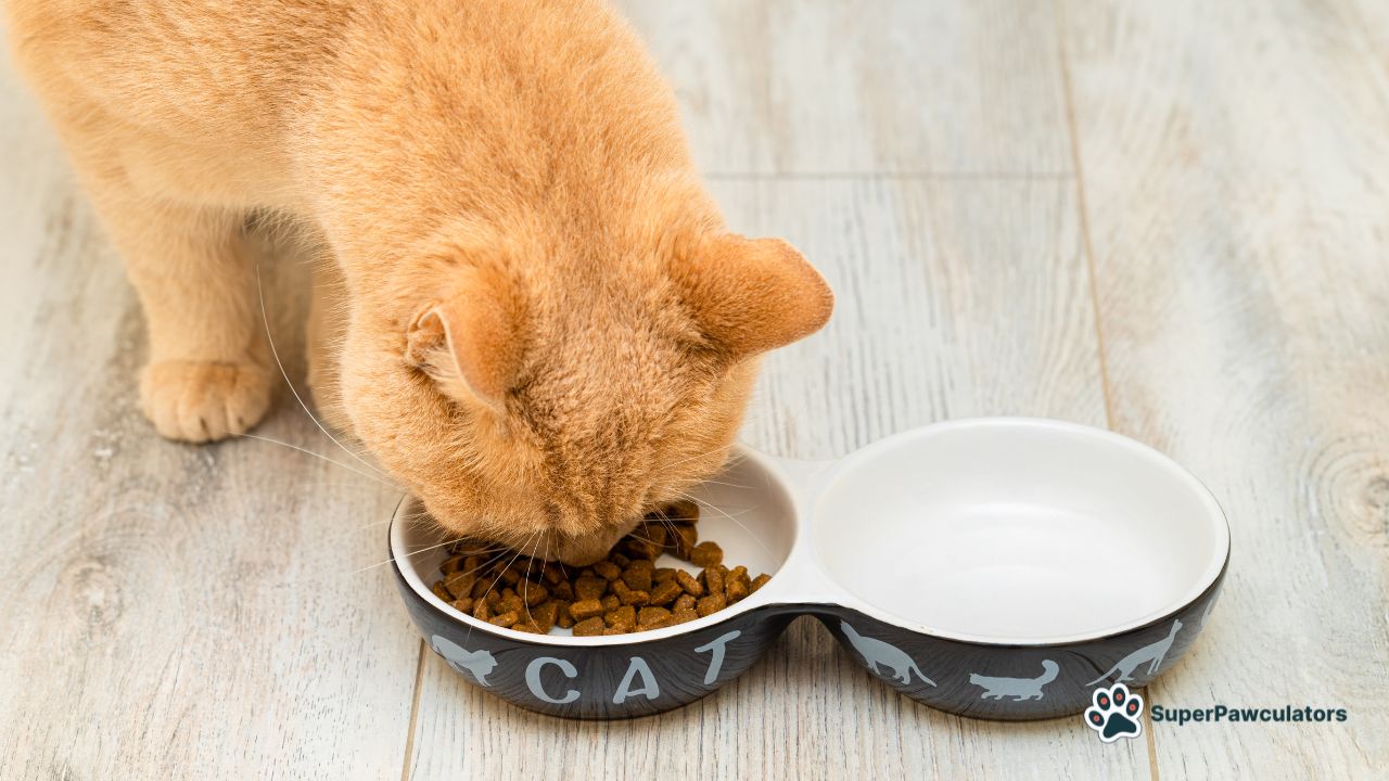 Cat Dry Food Calculator | SuperPawculators
